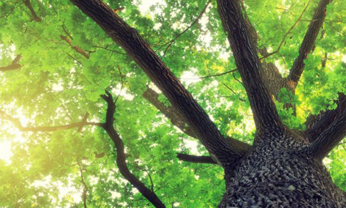 Office Space, Coworking & Virtual Office Solutions - Servcorp